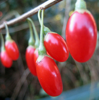 Goji Berry – The Reaganskopp Homestead
