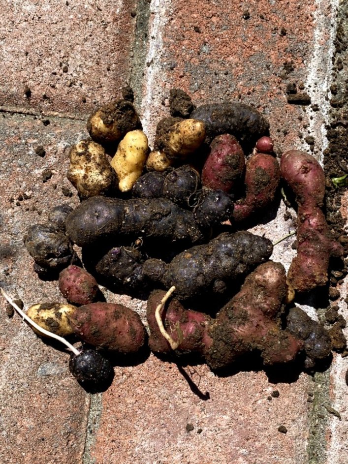 dirty-potatoes – The Reaganskopp Homestead