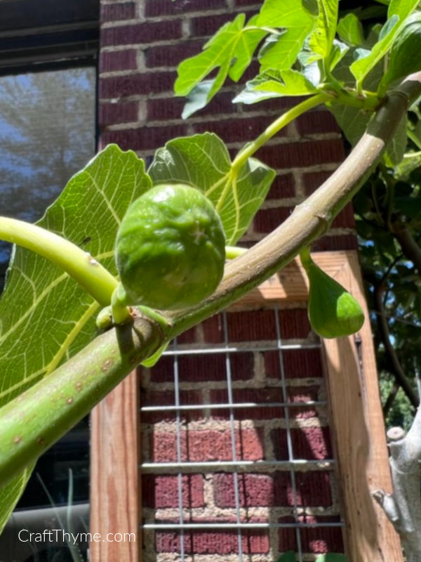 How to Grow Figs in Cold Climates – The Reaganskopp Homestead